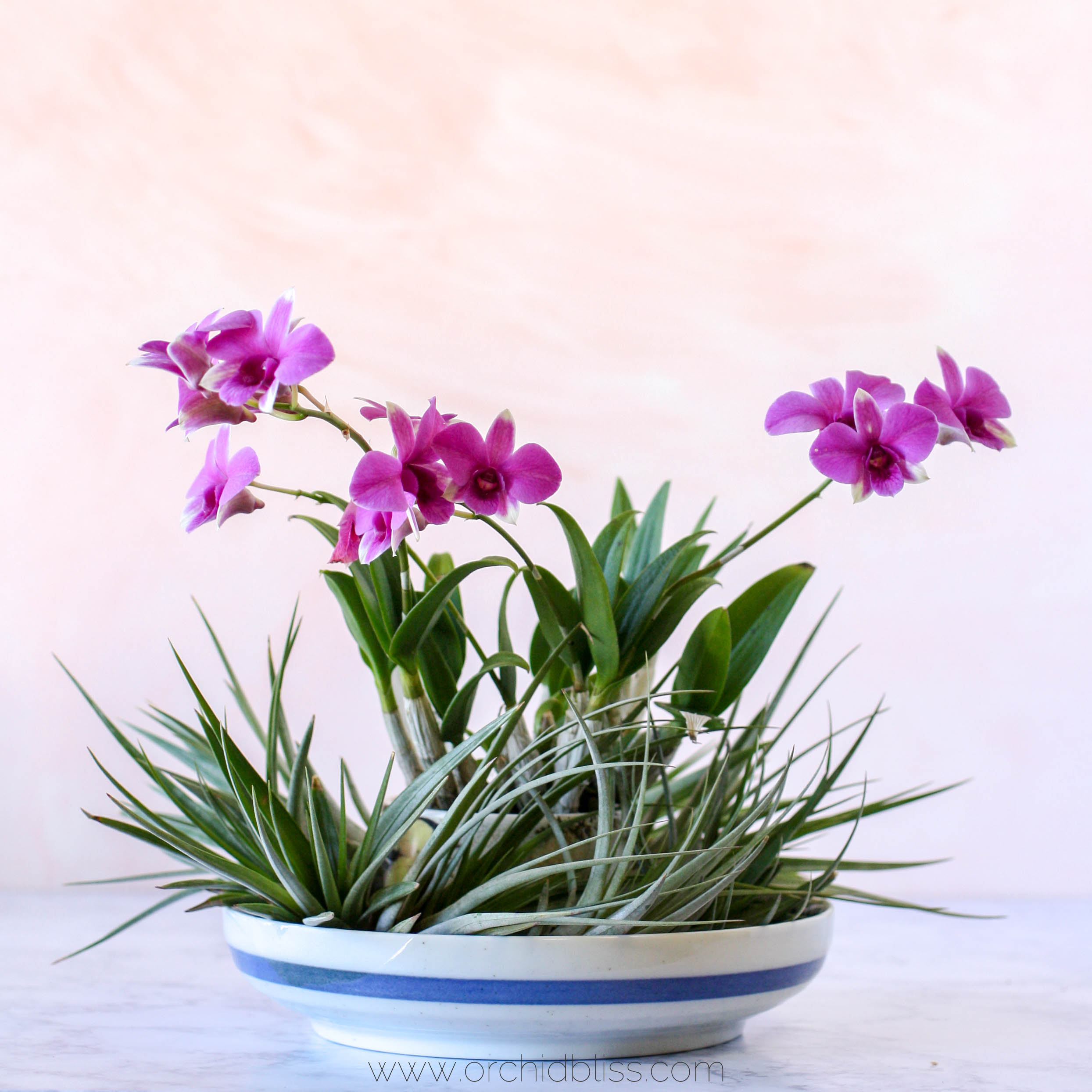 All About DIY Orchid Design - Orchid Bliss